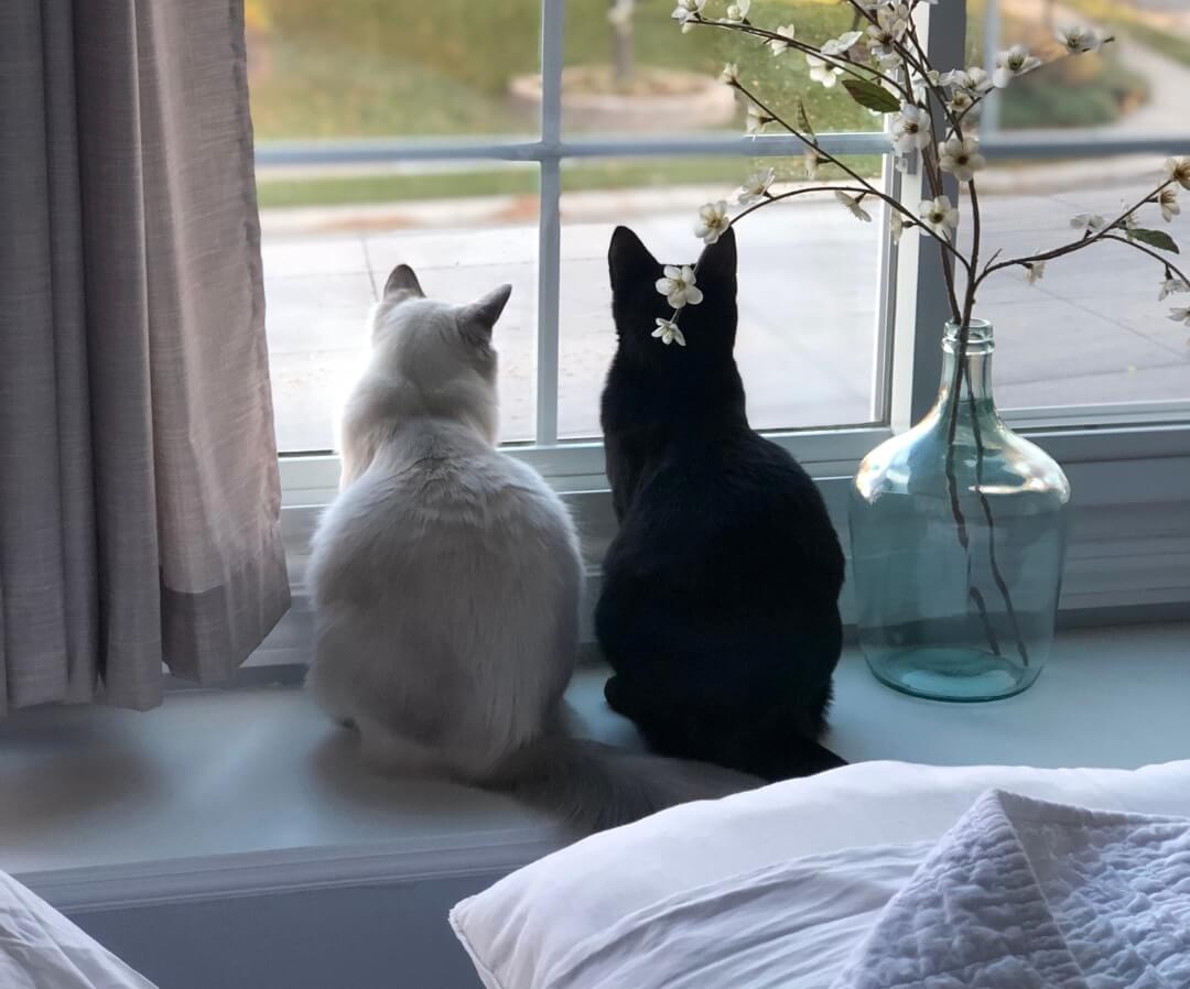 How to Reintroduce Cats After a Fight | 5-Step Plan to Peace